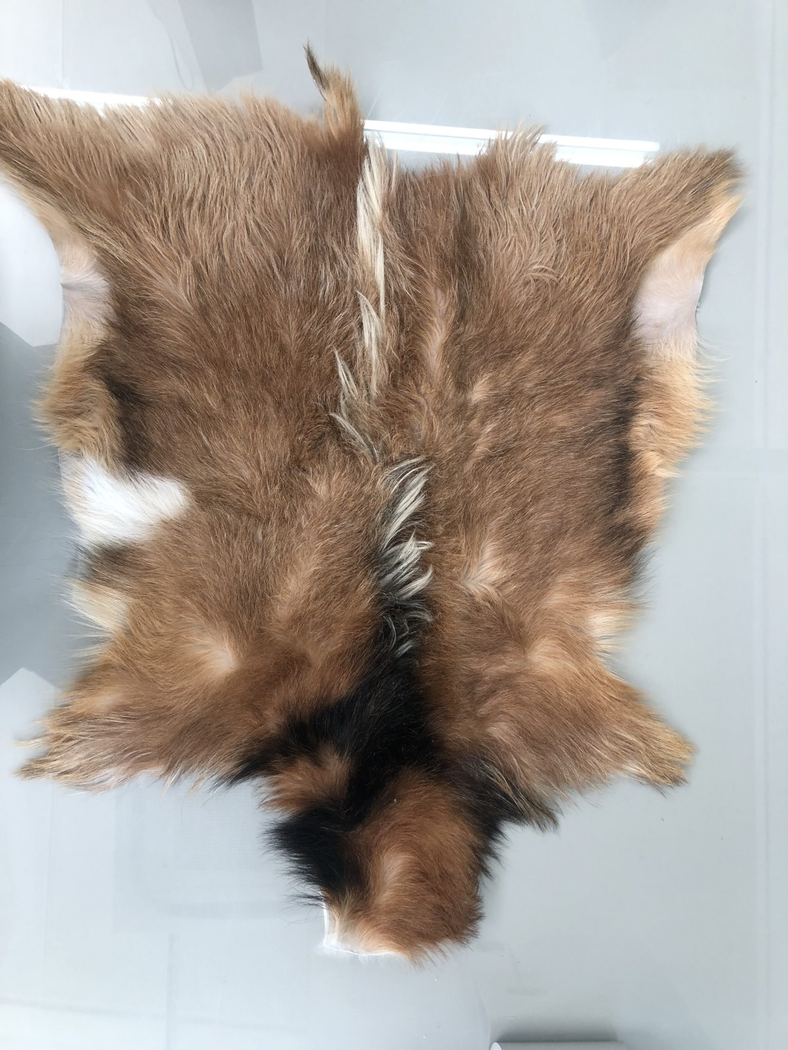 Goat Skins for Sale | Russett Woods Estate