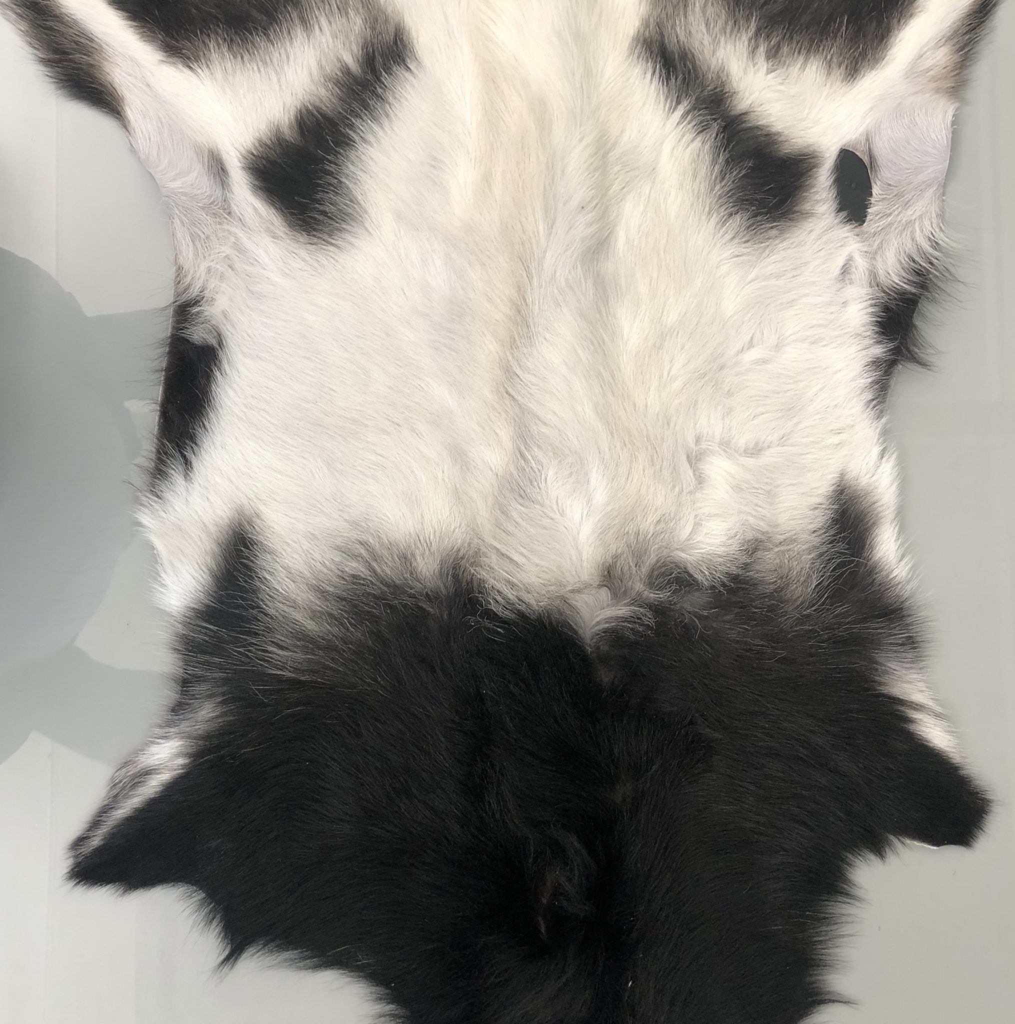 Goat Skins for Sale | Russett Woods Estate
